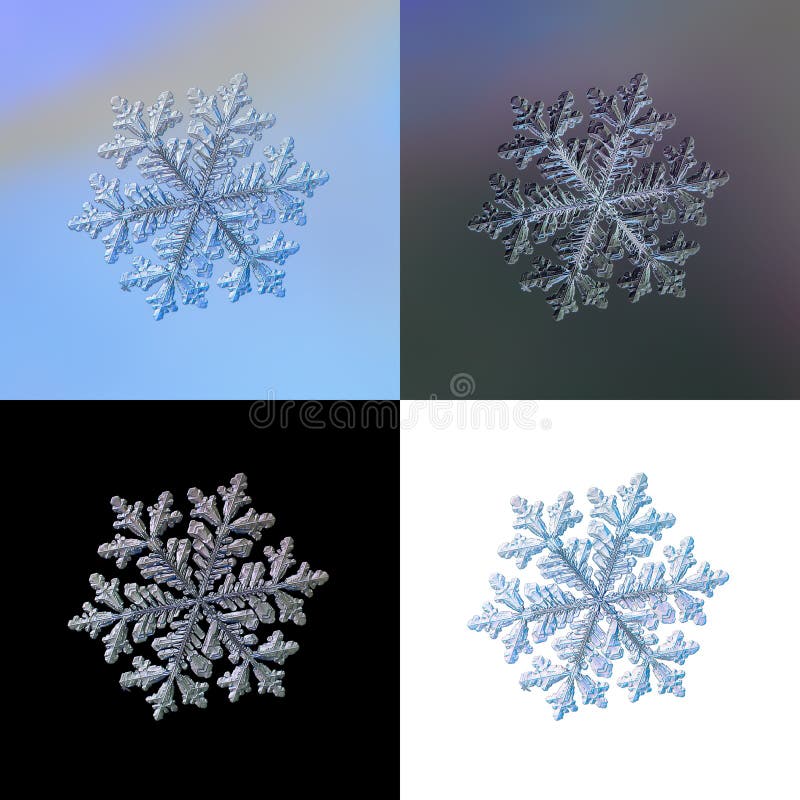 Set with Four Variants of Snowflake Photo Stock Photo - Image of ...