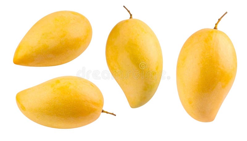 Set of Four Yellow Mangoes from Different Angles Isolated on a ...