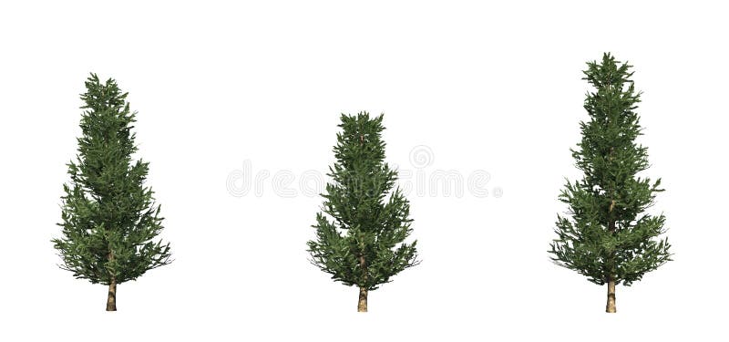Set of Fraser Fir trees stock illustration. Illustration of conifers ...