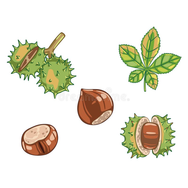 Set of Fresh Brown Chestnuts in Cartoon Style. Stock Vector ...