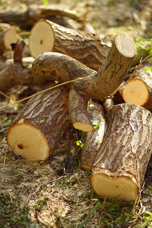 Set of a Fresh Cut Willow Tree Cut Trunks on the Ground Stock Image ...