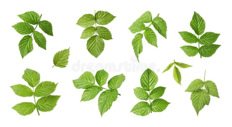 Set of Fresh Green Raspberry Leaves on White Stock Photo - Image of ...