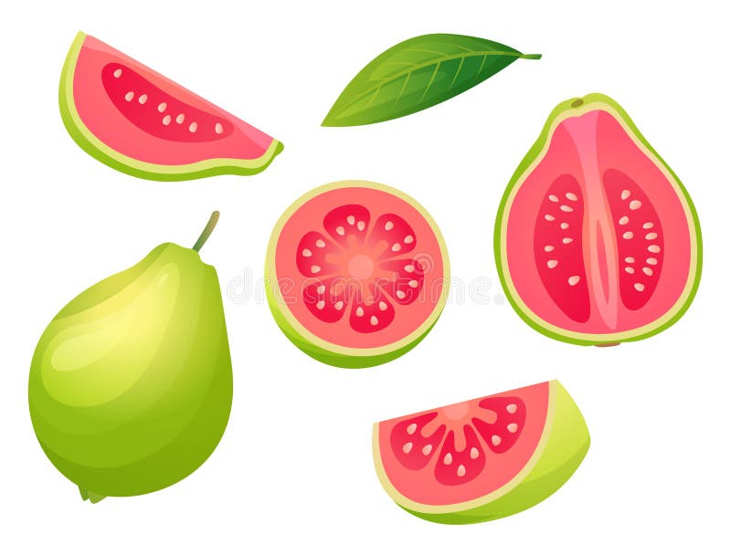 Leaf Guava Stock Illustrations – 2,562 Leaf Guava Stock Illustrations ...