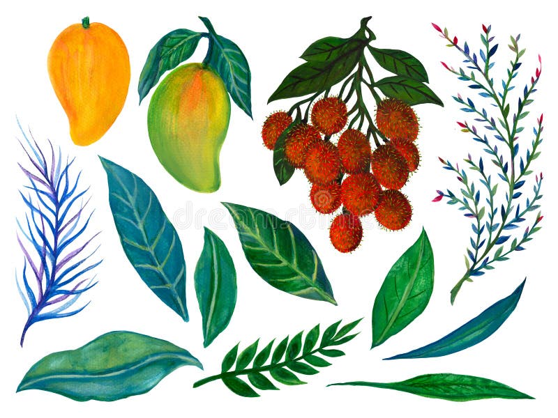 Set of Fresh Mango and Rambutan Elements Isolated on White Background ...