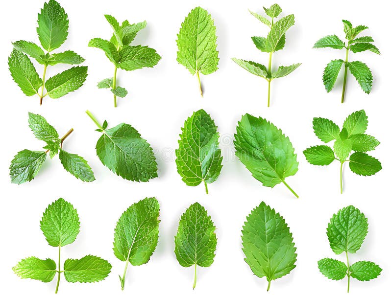 Set of Fresh Mint Leaves Against a White Background in High Resolution ...