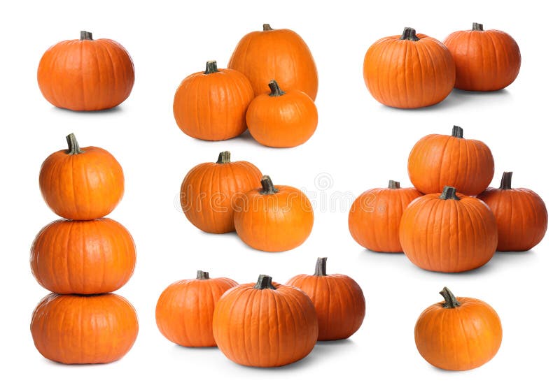 Set of Fresh Orange Pumpkins on White Background Stock Image - Image of ...