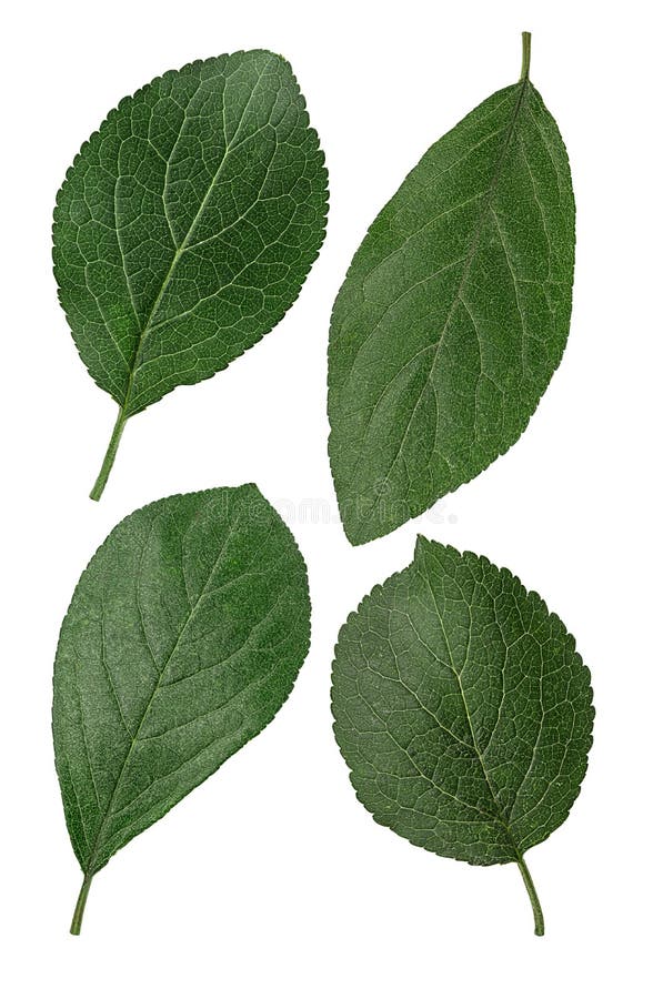 Fresh plum leaf stock image. Image of food, isolated - 105173427