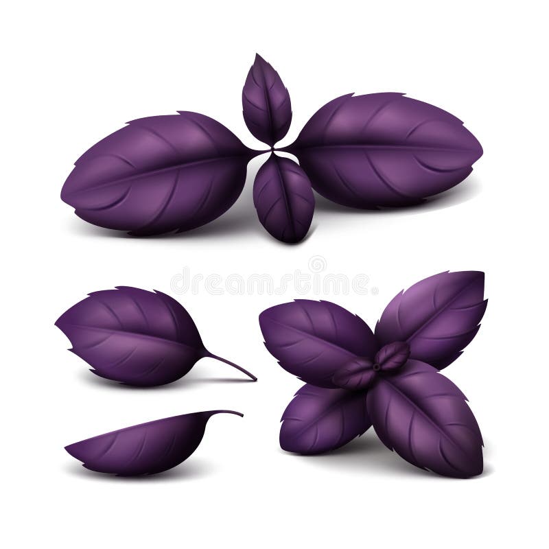 Set of Fresh Red Purple Basil Leaves Stock Vector - Illustration of ...