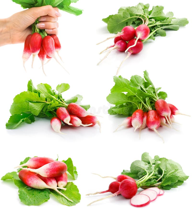 Radish Picture. Image: 625395