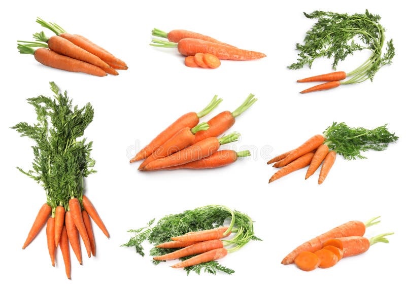 Ripe Carrots in the Carrot Field Stock Image - Image of season, field ...