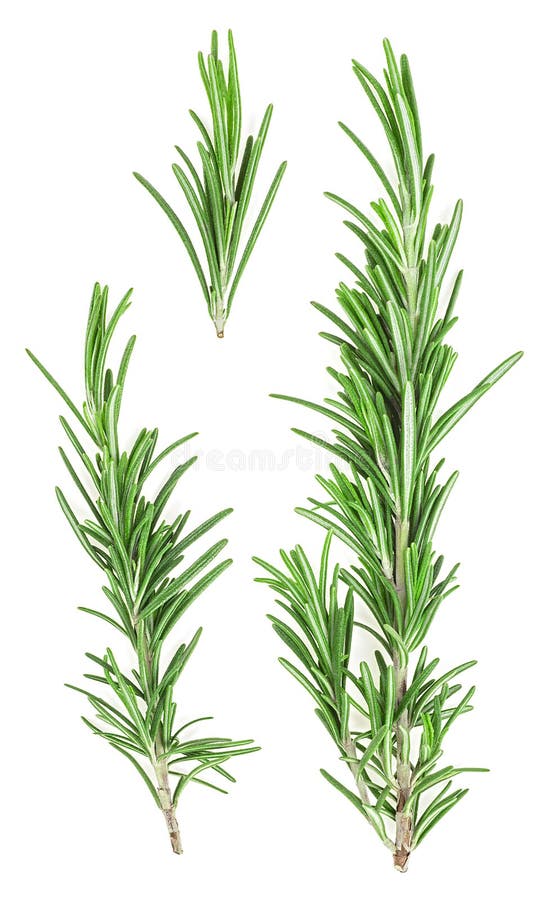 Set of Fresh Rosemary Twigs Isolated on White Background, Top View ...