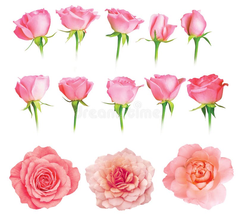 Fresh roses frame stock photo. Image of floral, copy - 18632164