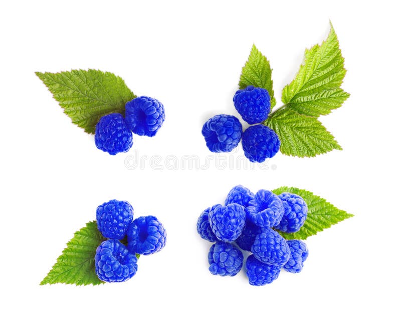Set with Blue Raspberries Rubus Leucodermis Stock Photo - Image of ...