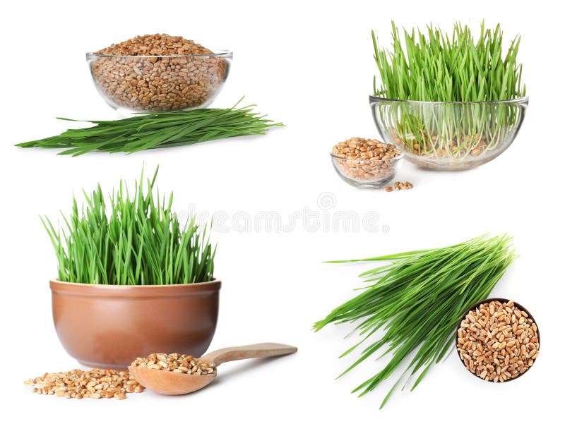 Set with Fresh Wheat Grass on Background Stock Image - Image of collage ...