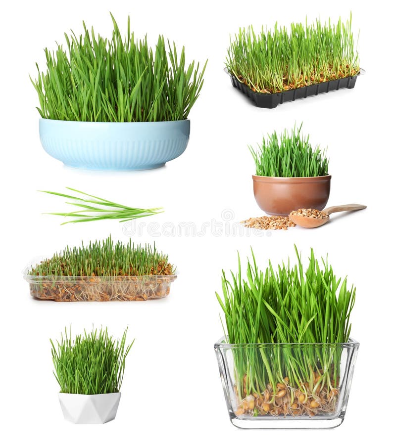 Set with Fresh Wheat Grass on Background Stock Photo - Image of ...