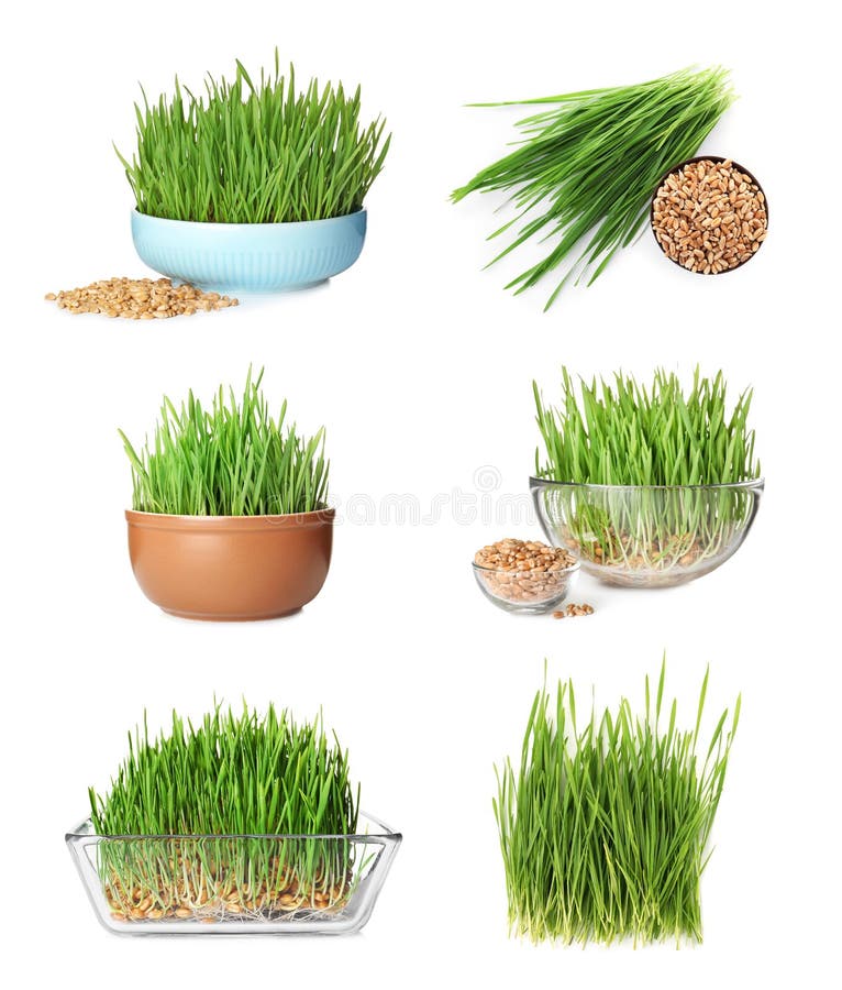 Set with Fresh Wheat Grass on Background Stock Photo - Image of ...