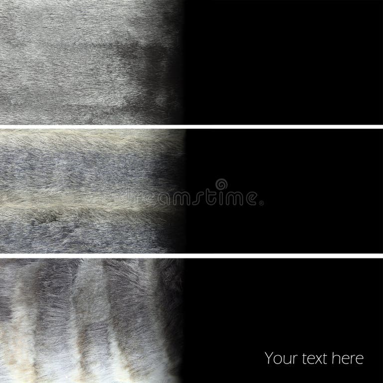 Set of fur banners stock photo. Image of empty, luxury - 28808888