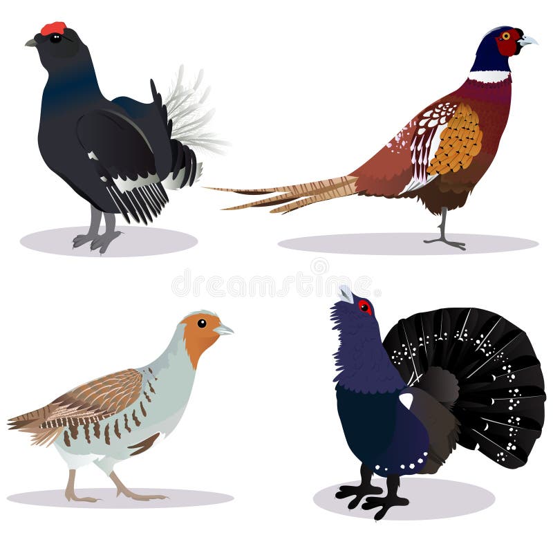 Set of game birds stock vector. Illustration of beak - 90071184