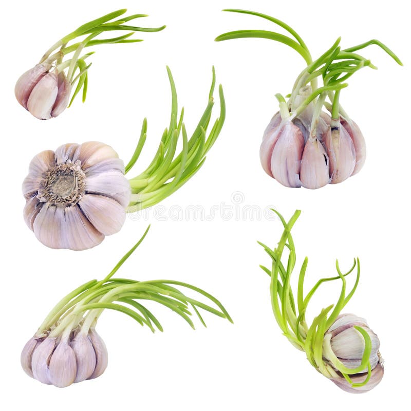 A Set of Garlic Teeth with Green Sprouts Isolated on White. the Garlic ...