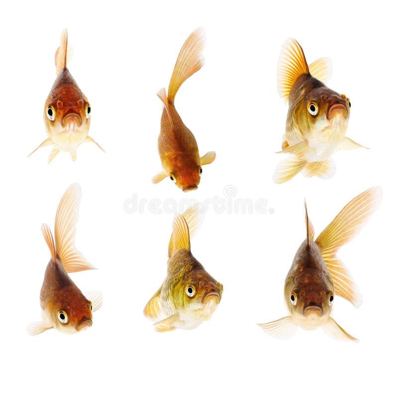 Set of Goldfish Goldfish on a White Background Stock Photo - Image of ...