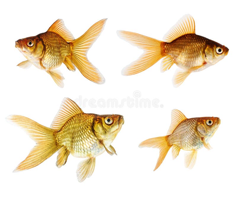 Set of Goldfish on a White Background Stock Photo - Image of carefree ...
