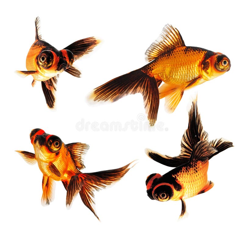 Set of Goldfish on a White Background Stock Photo - Image of isolated ...