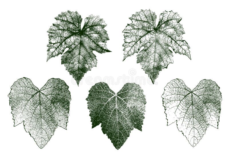 Set of Grape Leaves with Details Stock Vector - Illustration of imprint ...