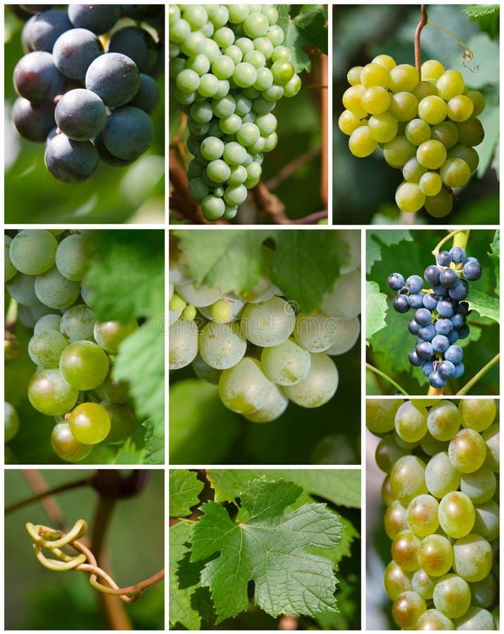 Set of grape photo stock image. Image of isolated, colored - 16474529
