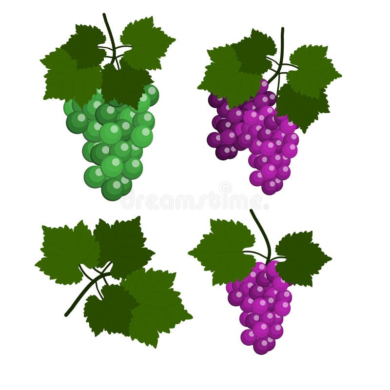 Set of Grapes Isolated in White Background. Flat Design Illustration ...