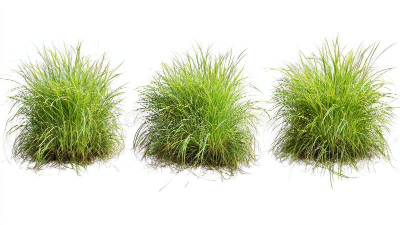 Set of Grass Bushes Isolated on White. Creeping Bentgrass. Agrostis ...