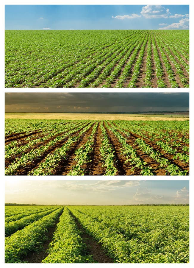 Set of Green Agriculture Fields Stock Photo - Image of environment ...