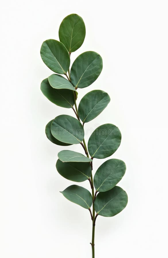 Set of Green Eucalyptus Branch with Round Leaves Isolated on White ...