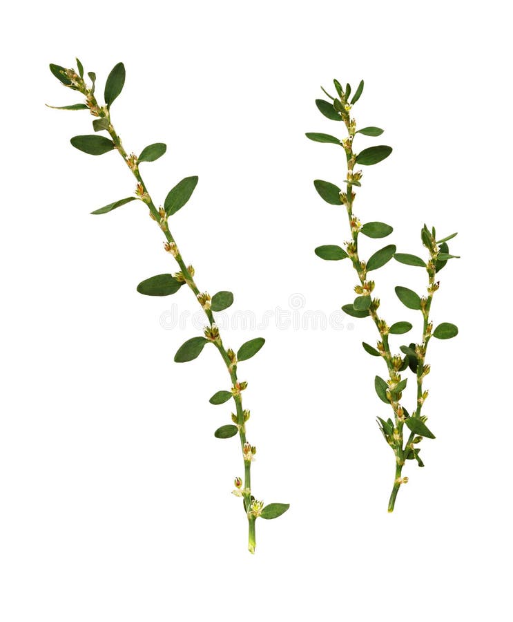 Set of Green Grass with Small Leaves and White Flowers Stock Photo ...