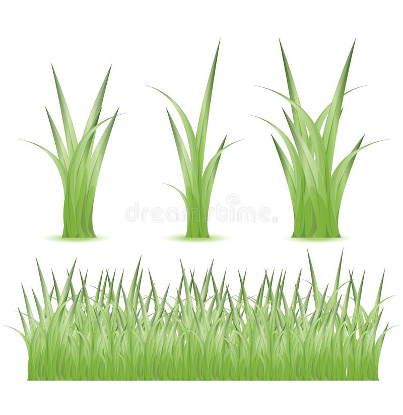 Parts of Grass with Educational Labeled Structure Anatomy Vector ...