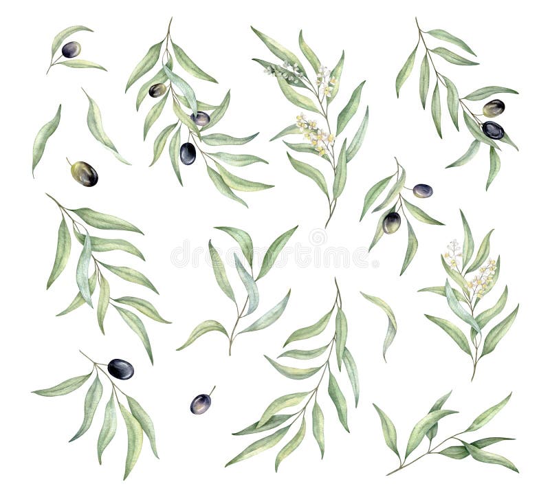 Ruscus Branches Stock Illustrations – 210 Ruscus Branches Stock ...