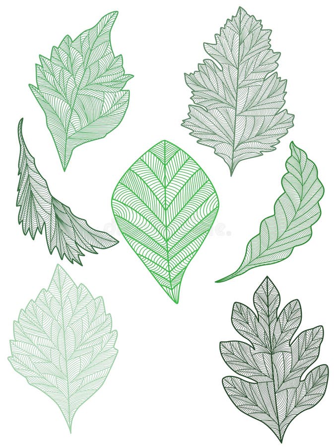 Set wits leaves. stock vector. Illustration of growth - 108414620