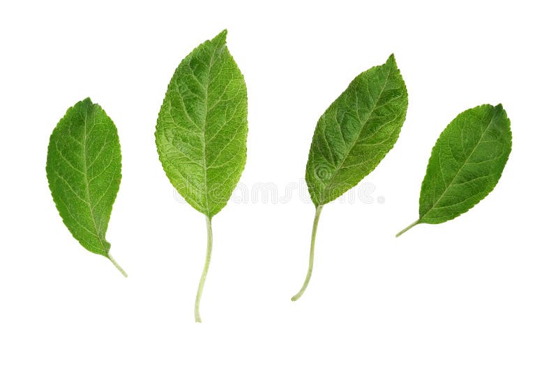Set of Green Leaves from Apple Tree Stock Image - Image of springtime ...