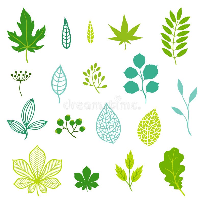 Set of Green Leaves and Elements. Stock Vector - Illustration of group ...