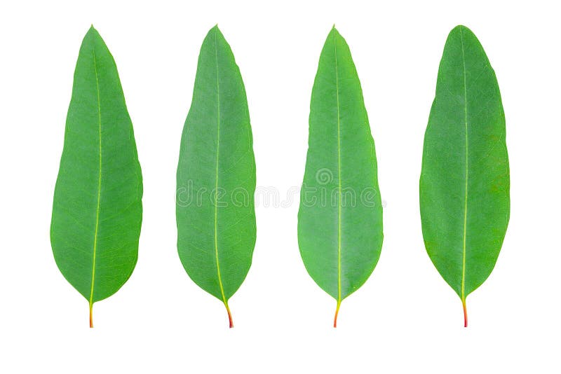 Set Green Leaves on Isolate Background Stock Photo - Image of garden ...