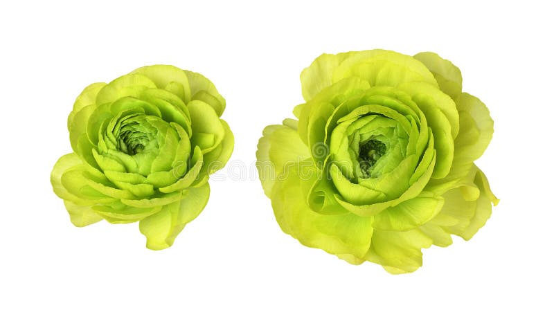 Set of Green Ranunculus Flowers Isolated Stock Photo - Image of green ...