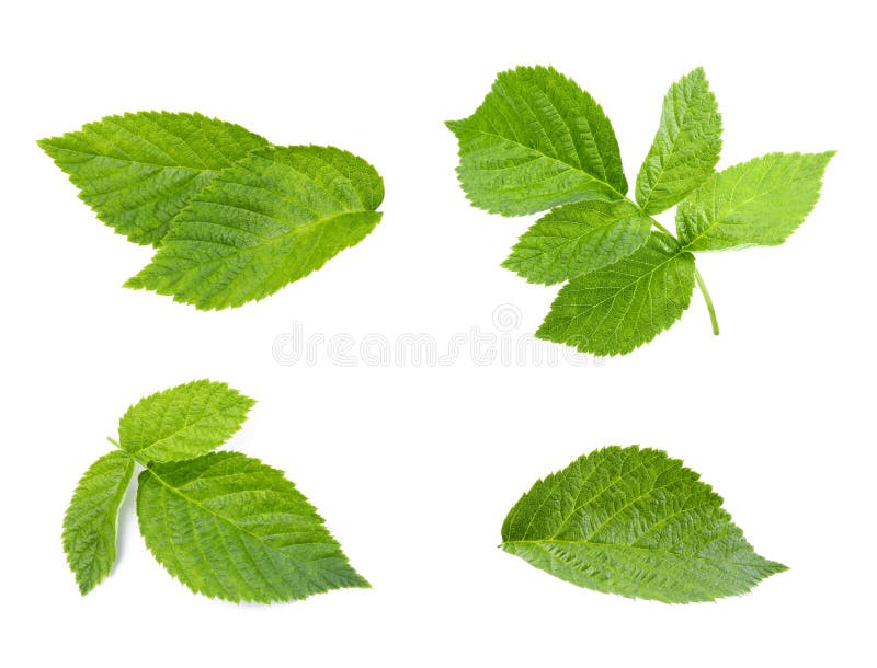 Set with Green Raspberry Leaves Isolated on White Stock Photo - Image ...