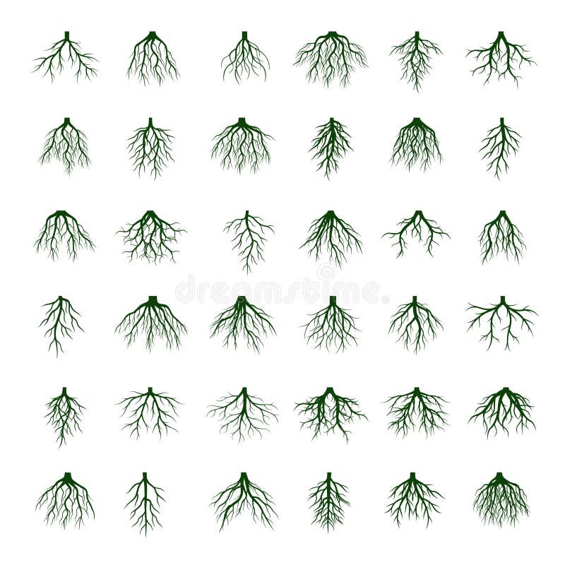 Set of Green Roots Tree. Vector Illustration Stock Vector ...