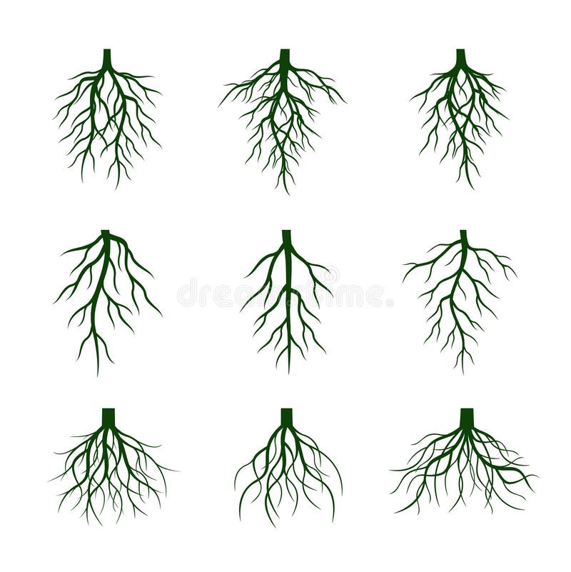 Set of Green Roots. Vector Illustration. Stock Vector - Illustration of ...
