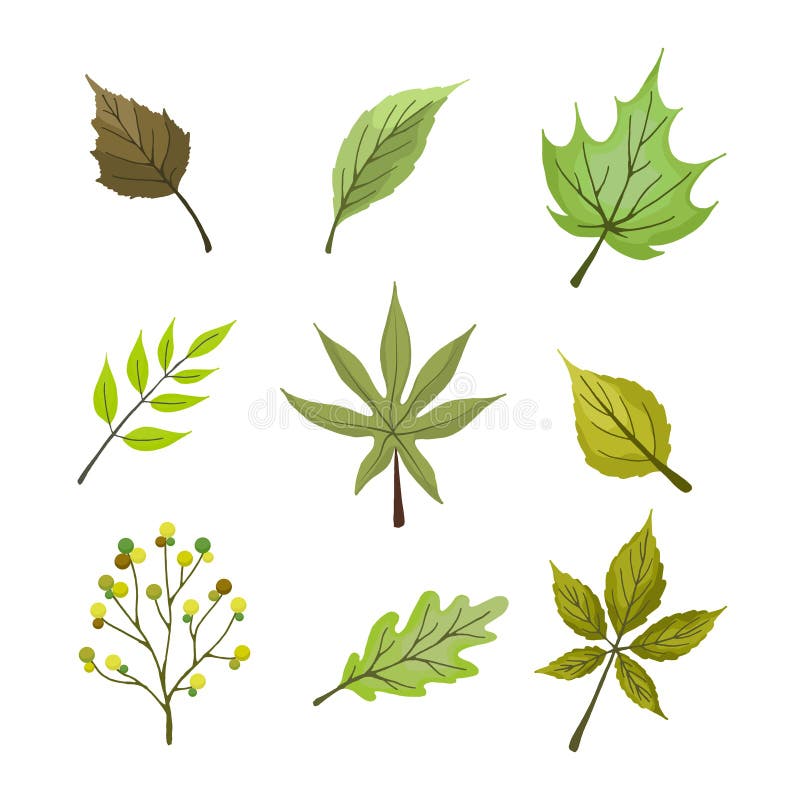 Set of Green Summer Leaves and Berries. Isolated on White Background ...