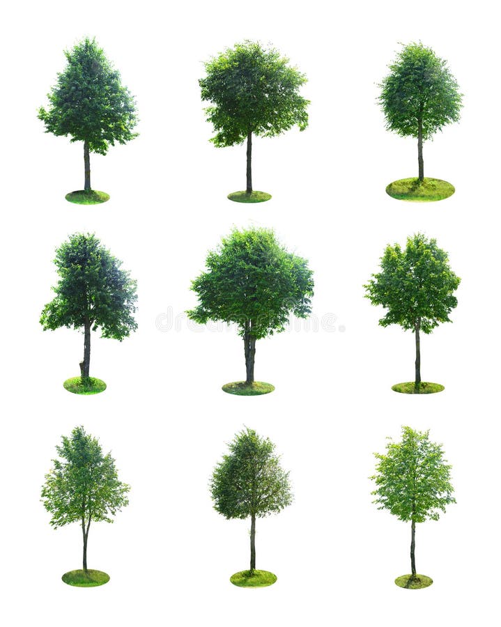 Set of Green Tree Isolated stock photo. Image of copy - 58256884