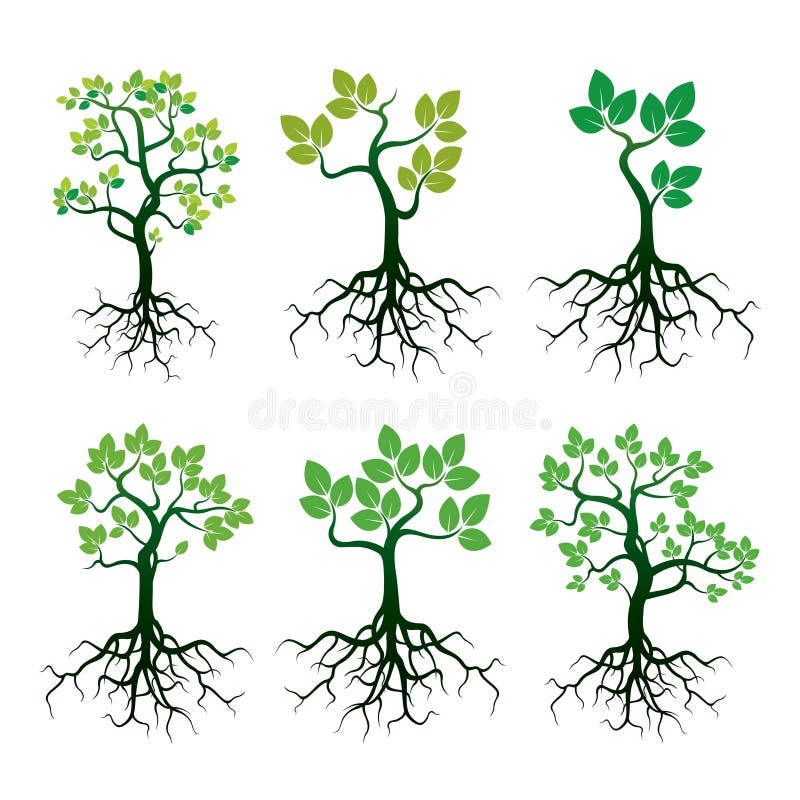 Set of Green Tree and Roots Stock Illustration - Illustration of plant ...