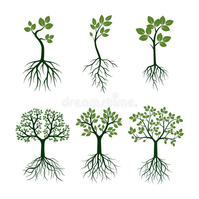 Set of Green Trees with Leafs and Roots. Stock Illustration ...