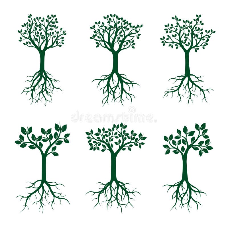 Set Green Trees with Leaves and Roots. Stock Vector - Illustration of ...
