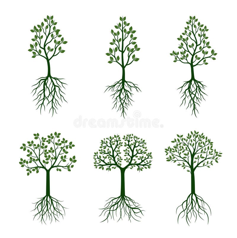 Set of Green Trees. Vector Illustration. Stock Illustration ...