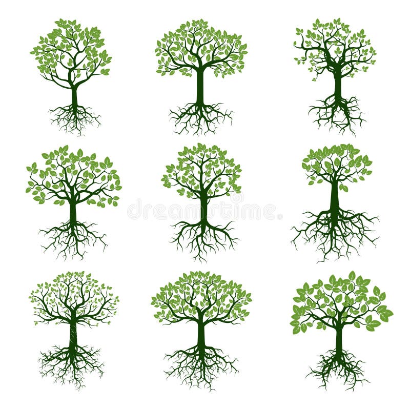 Set of Green Trees and Roots. Vector Illustration. Stock Illustration ...